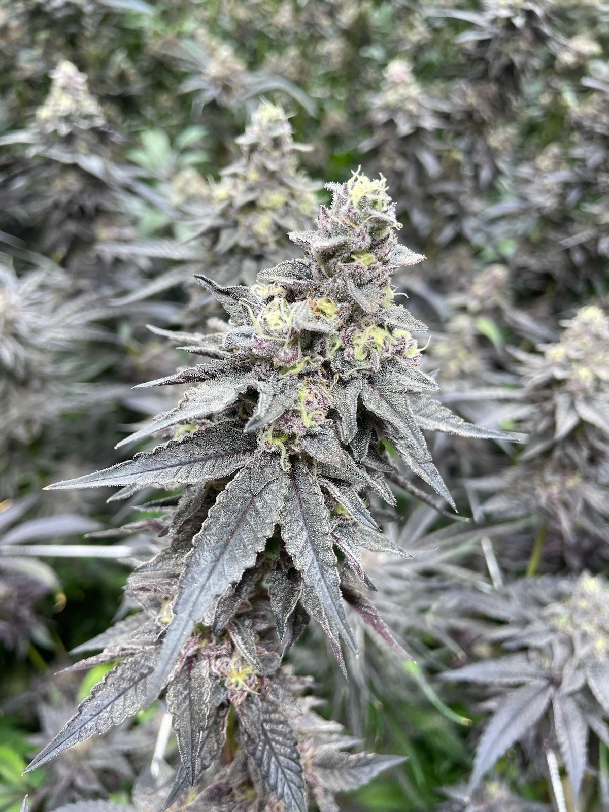 Sherb Cream Pie - Michigan Clones